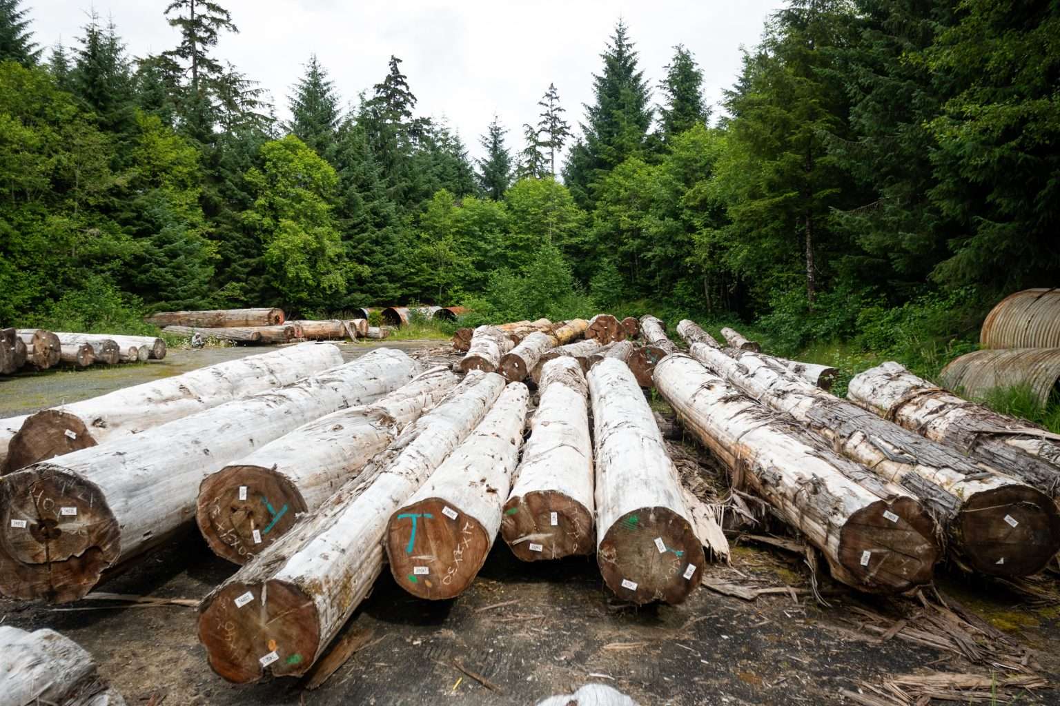 MySealaska - News - Sealaska and US Forest Service Collaborate on ...