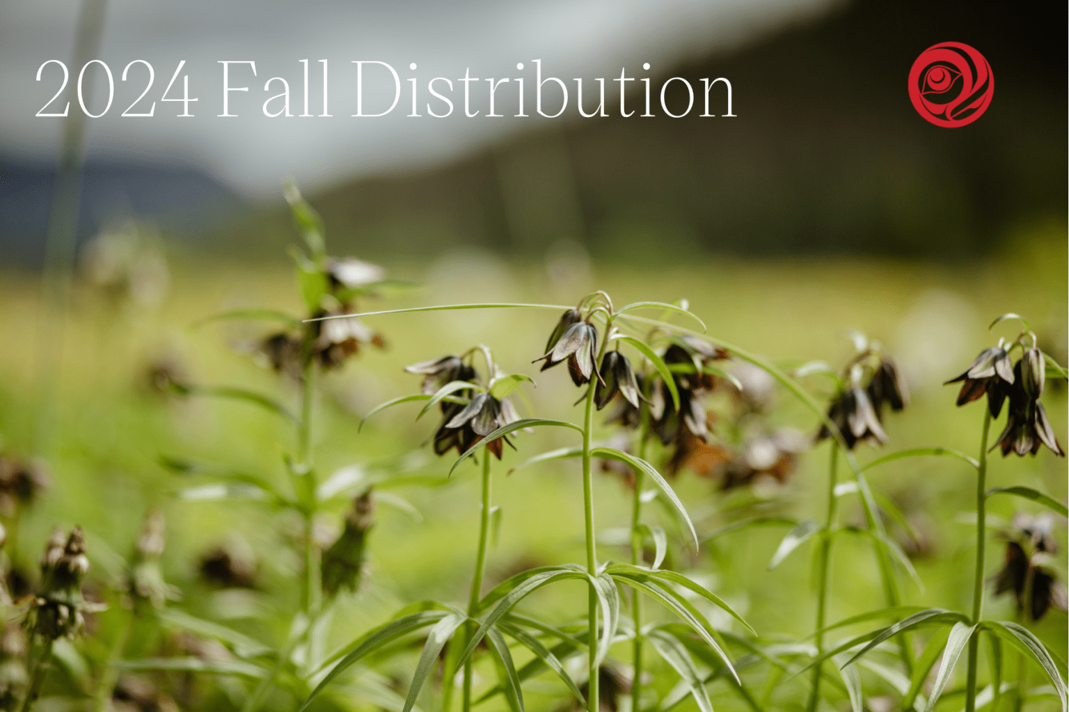 Sealaska’s Fall 2024 Distribution is Right Around the Corner - Sealaska